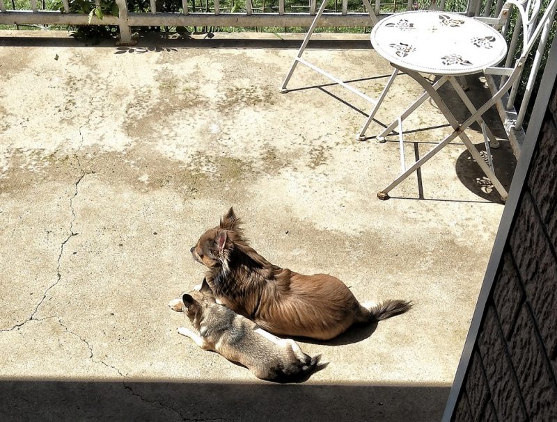 Tips For Creating Your Dog’s Dream Backyard – Susana